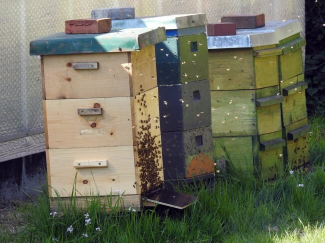 Urban Bee Life - Turning Cityscapes into Bee Havens 🐝🏙️